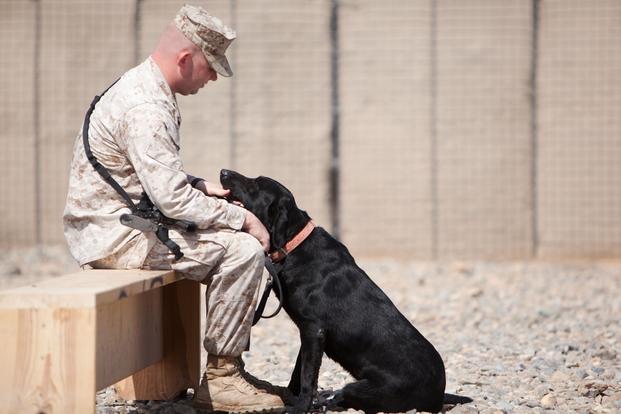 Sgt. Yeager, a Retired Marine Working Dog, to Get Hollywood Treatment ...
