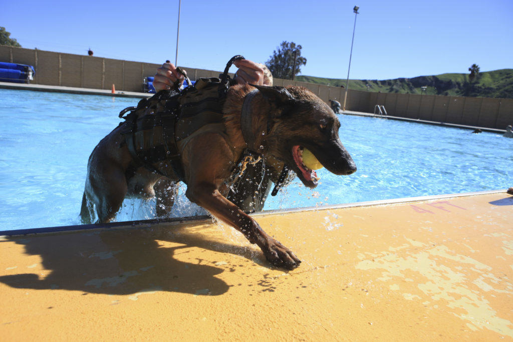 These Awesome Dogs Are Full-On MARSOC Operators | Military.com